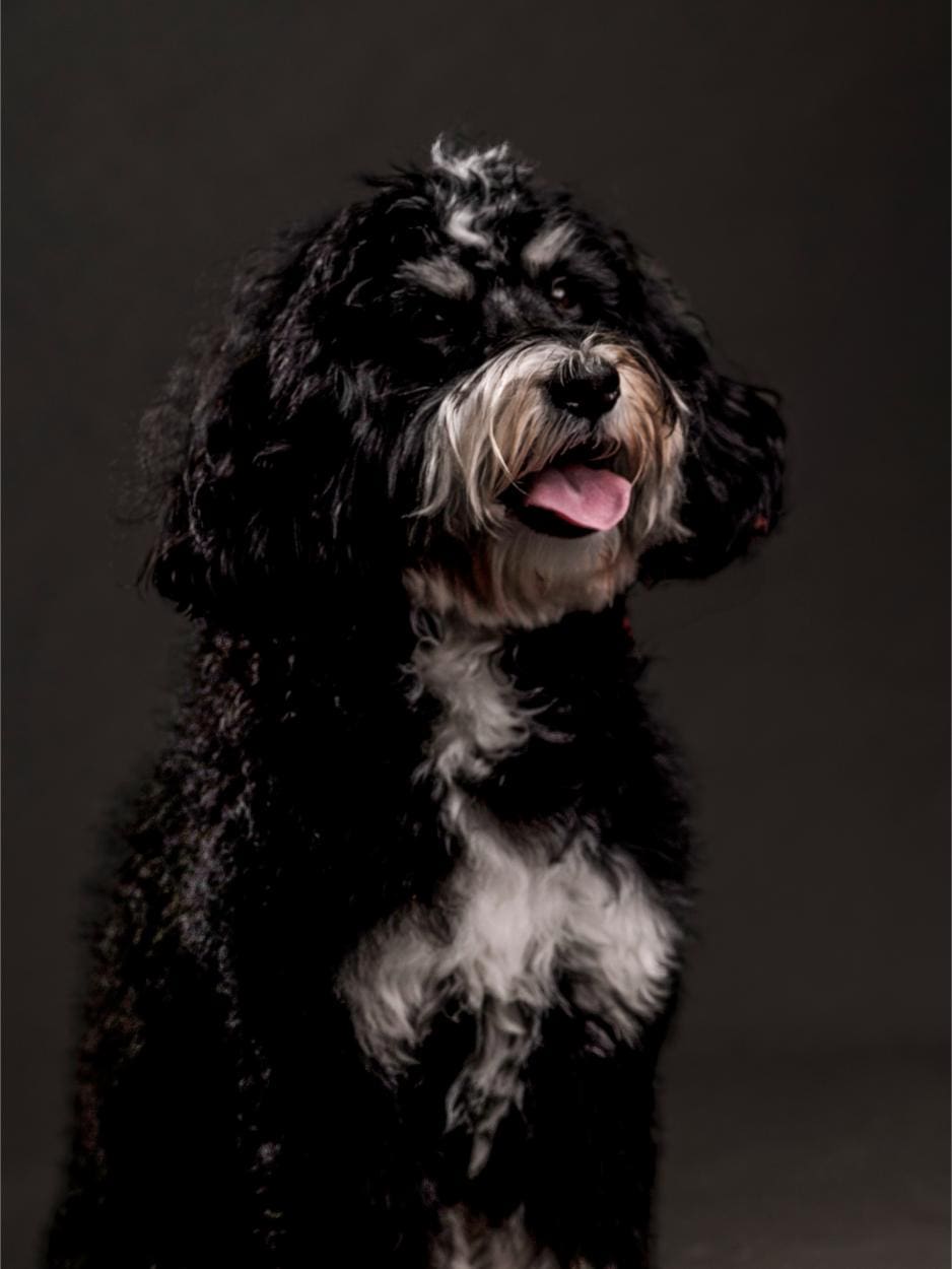 Birdie – Texas Bernedoodle Dynasty