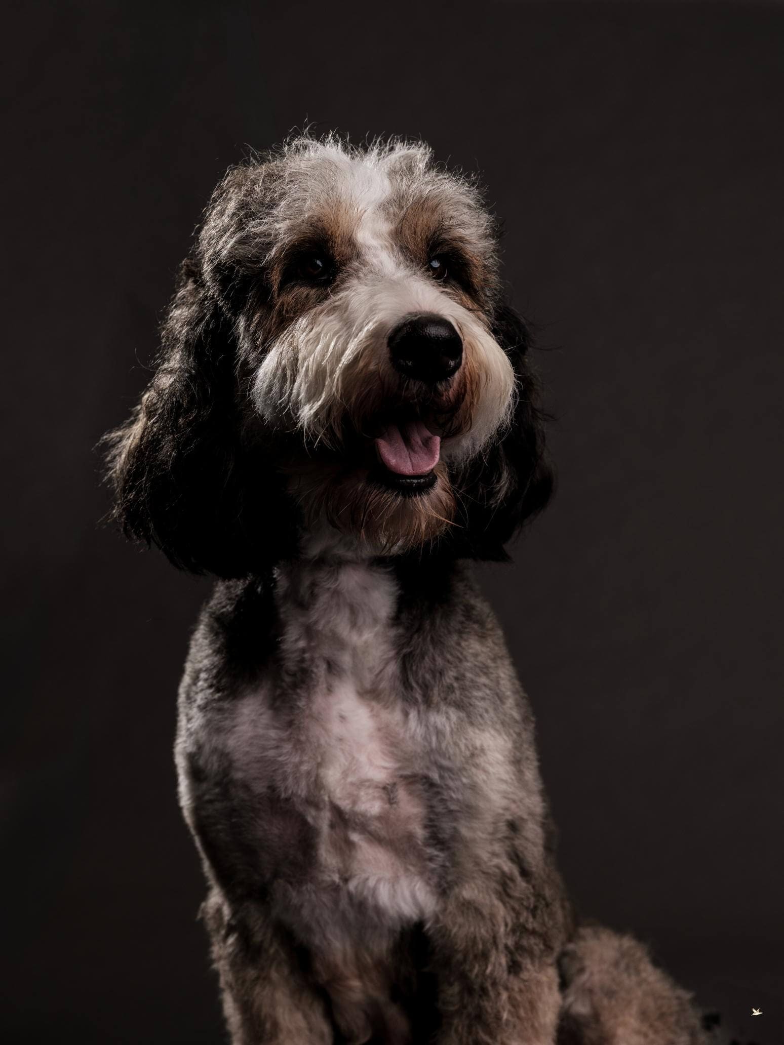 Bouji – Texas Bernedoodle Dynasty