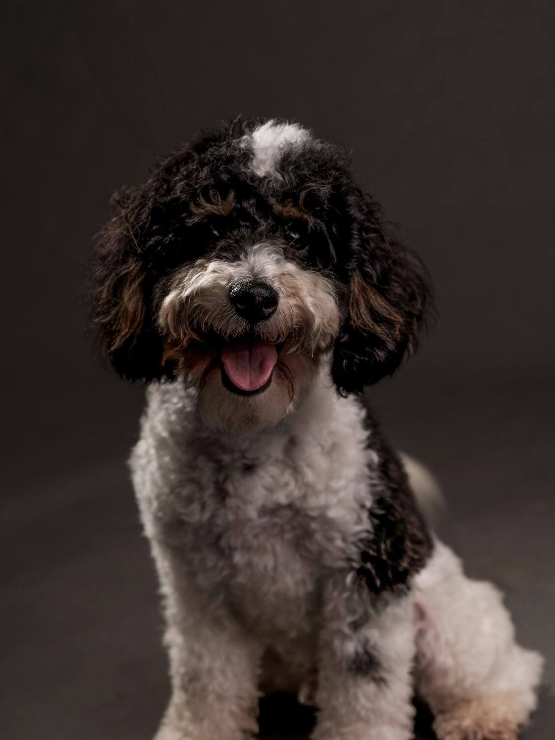 Nico – Texas Bernedoodle Dynasty